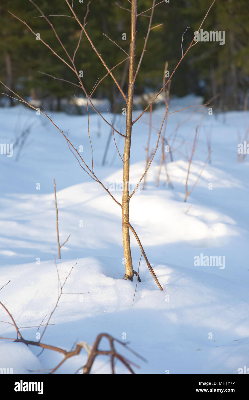 One tree stick hi-res stock photography and images - Alamy