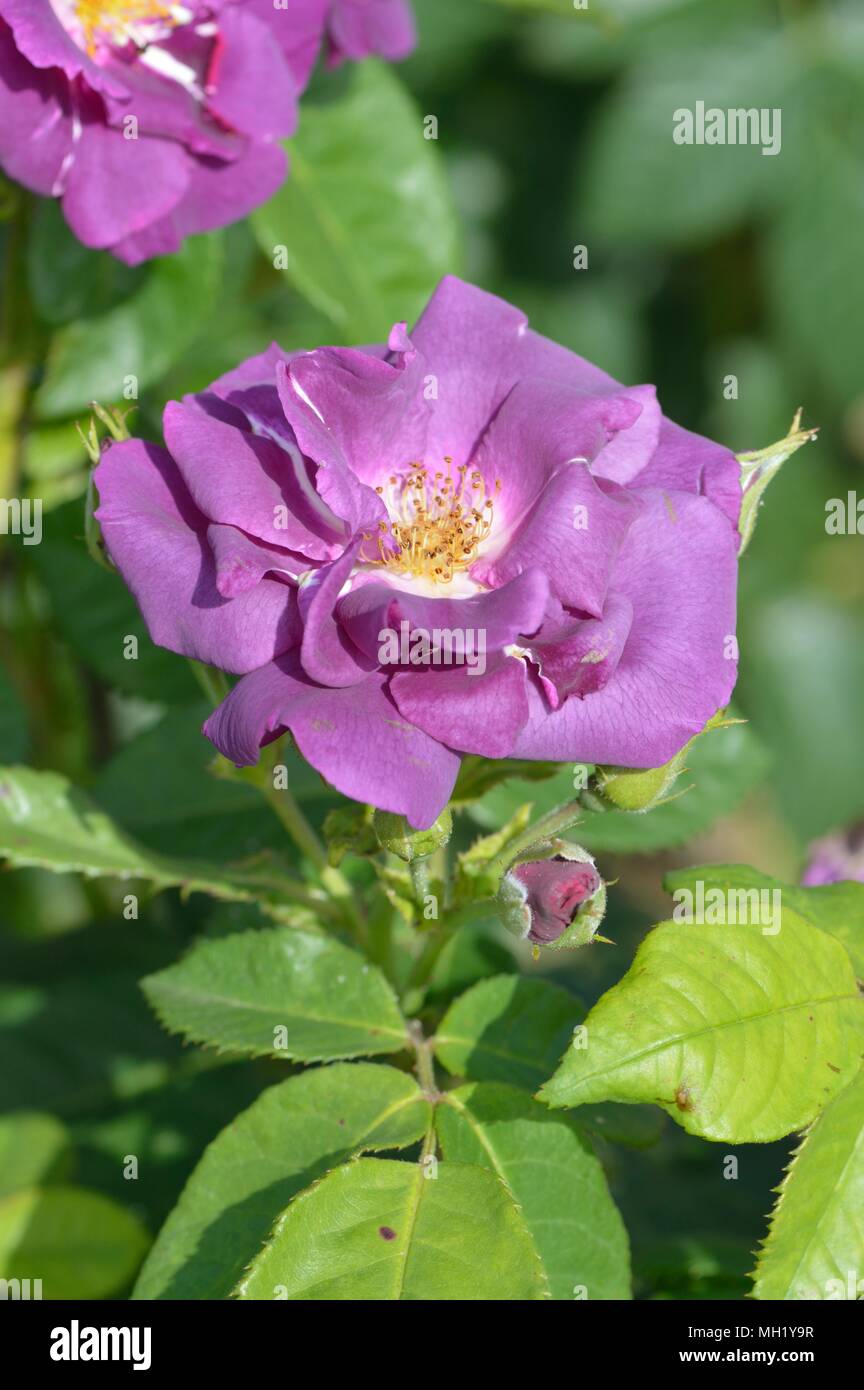 Rose Rhapsody in Blue Stock Photo - Alamy