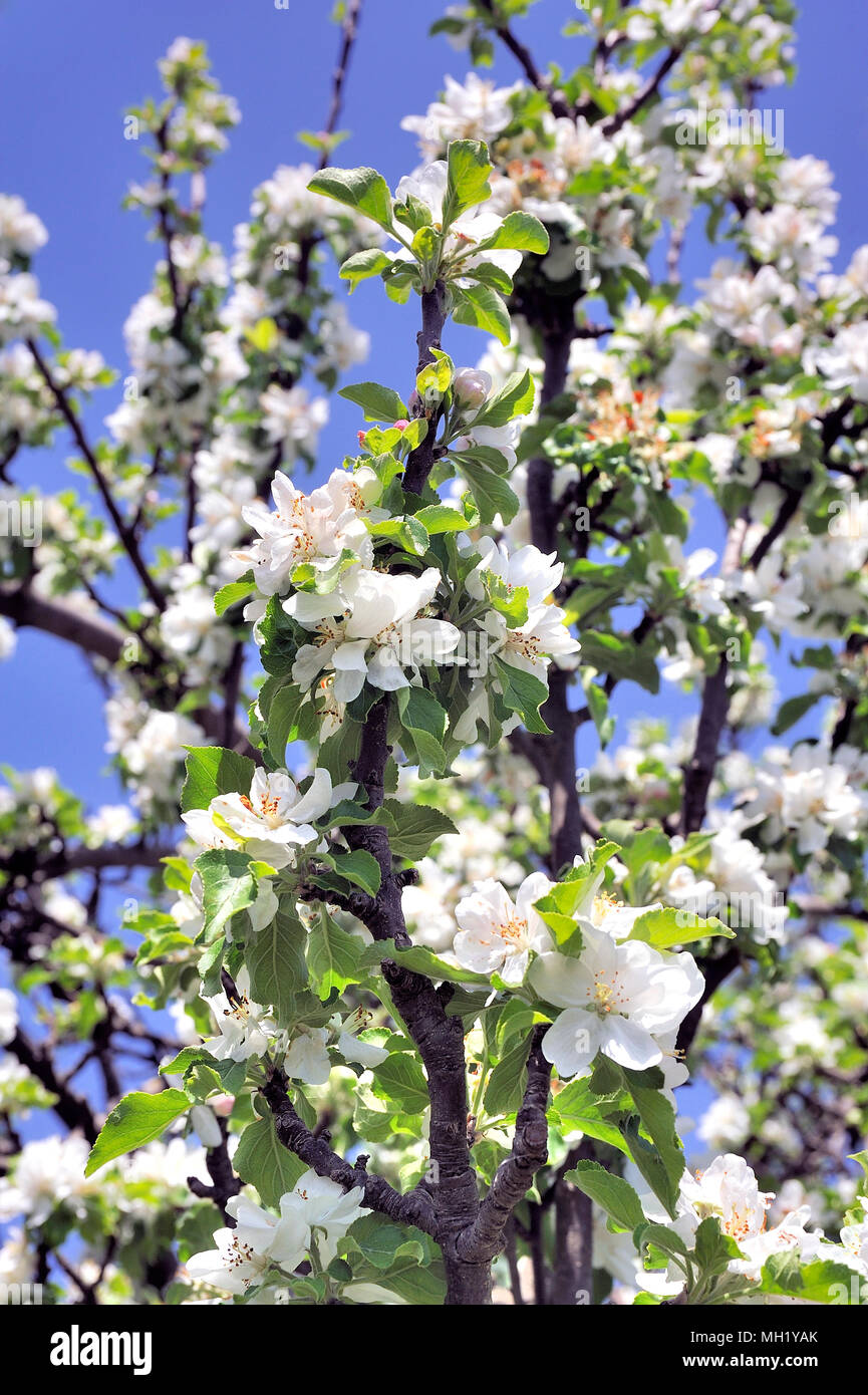 Apple tree in bloom announcing spring photographed in detail on flowers ...