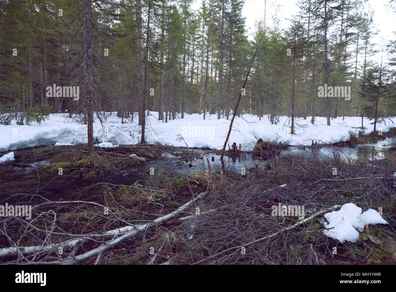 Spring snowmelt hi-res stock photography and images - Alamy