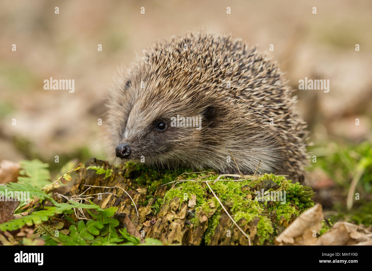 Hedgehog, Erinaceus europaeus, wild, native hedgehog in forest setting ...