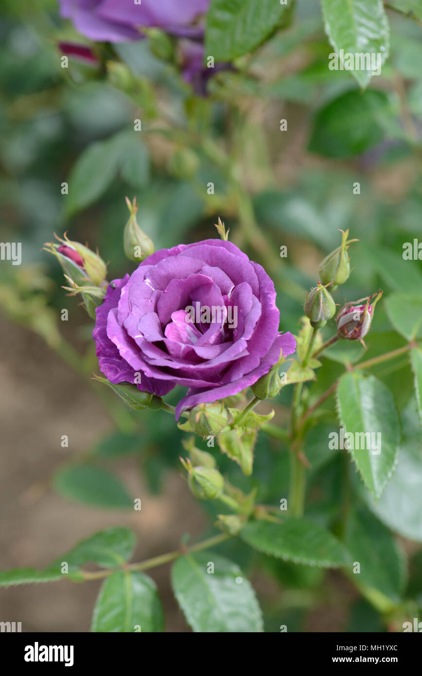 Rose Rhapsody in Blue Stock Photo - Alamy