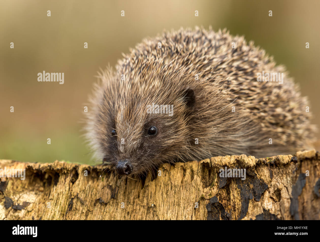 Hedgehog in forest hi-res stock photography and images - Alamy