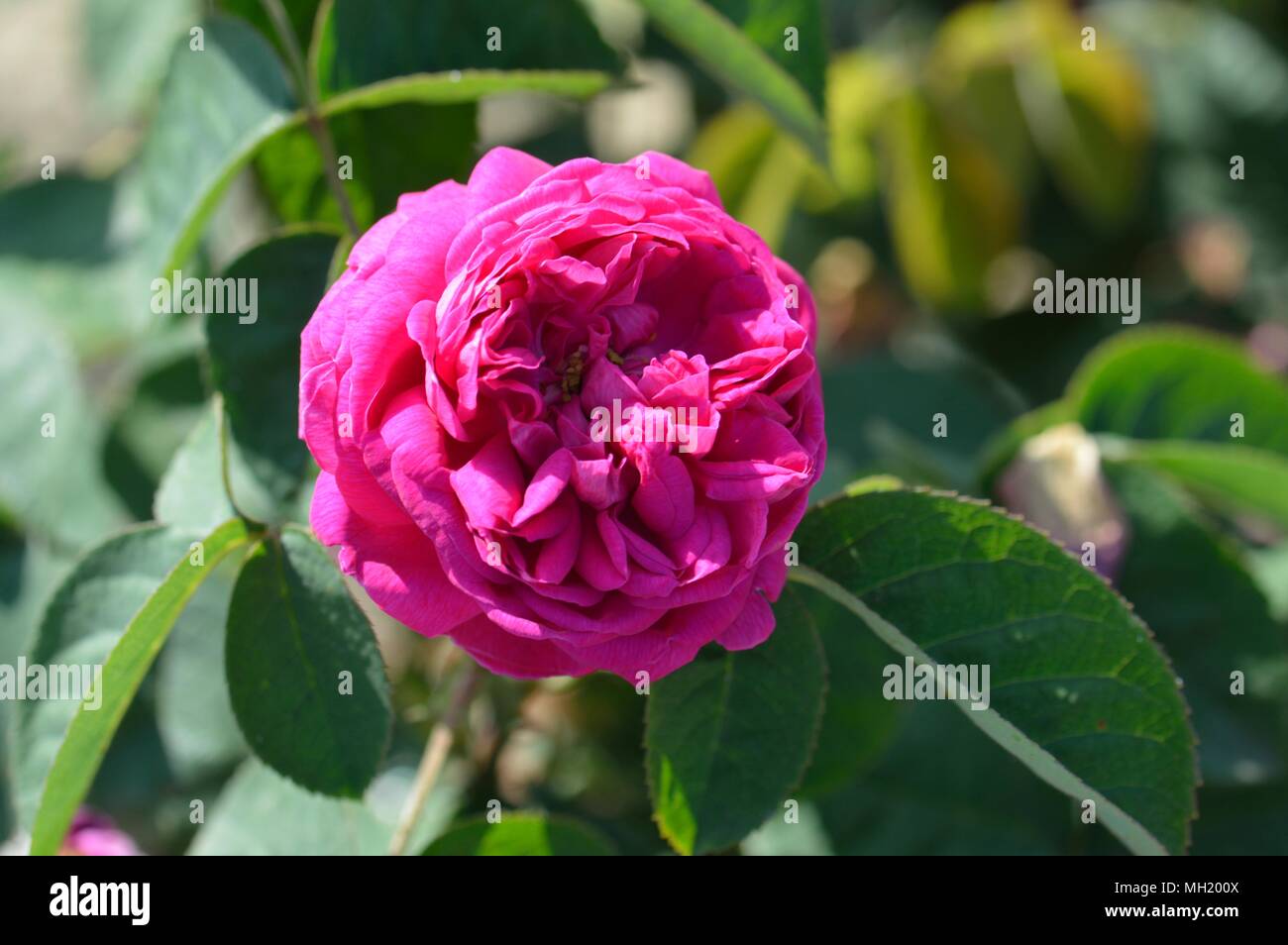 Rose De Rescht Stock Photo - Alamy