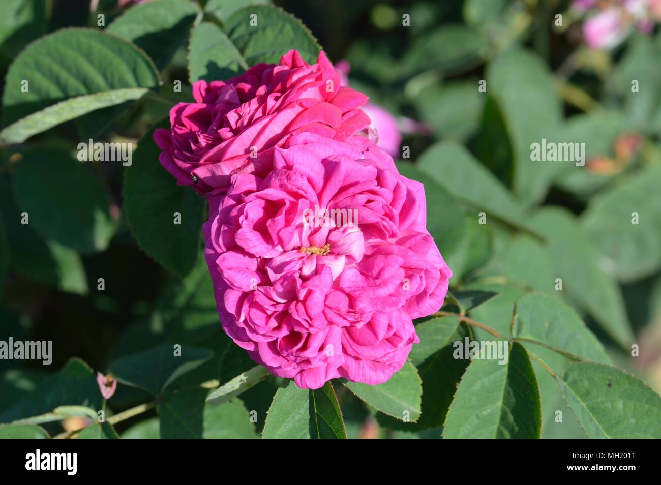 Rose De Rescht Stock Photo - Alamy