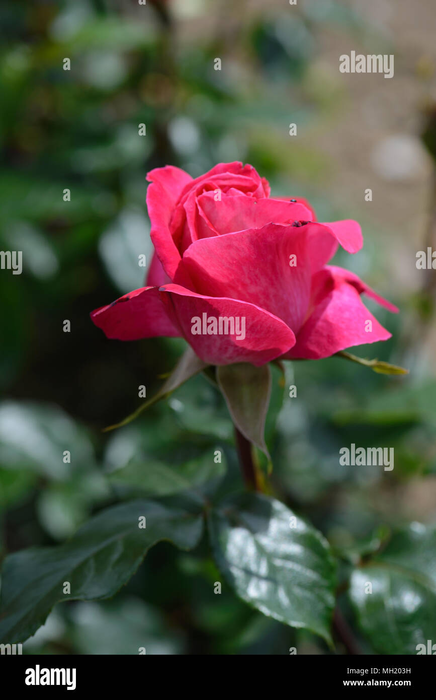 Rose gaujard hi-res stock photography and images - Alamy