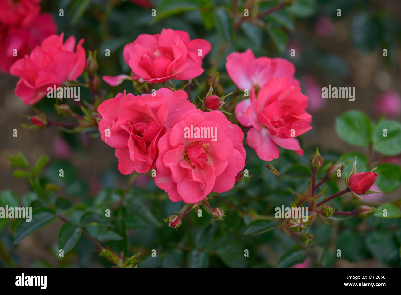 Rosy cheeks hi-res stock photography and images - Alamy