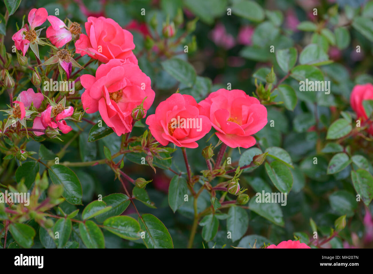 Rosy cheeks hi-res stock photography and images - Alamy