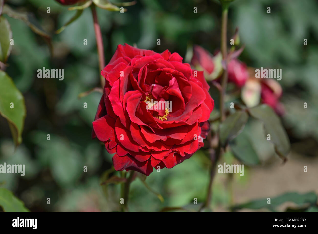Rose Royal William Stock Photo - Alamy