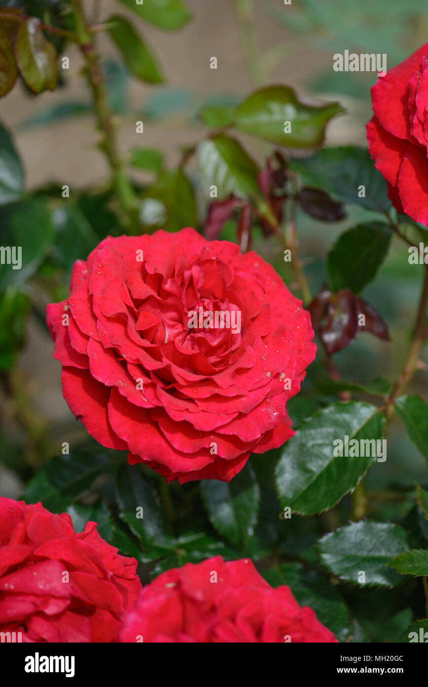 Rose Ruby 40th Anniversary Stock Photo - Alamy