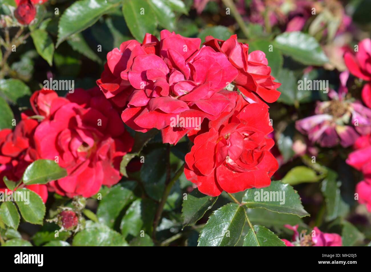 Rose Ruby Anniversary Stock Photo - Alamy