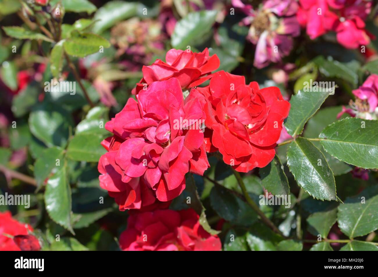 Rose Ruby Anniversary Stock Photo - Alamy