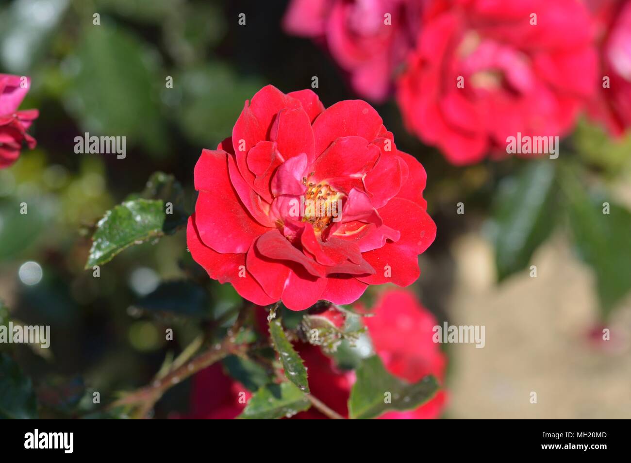 Rose Ruby Anniversary Stock Photo - Alamy