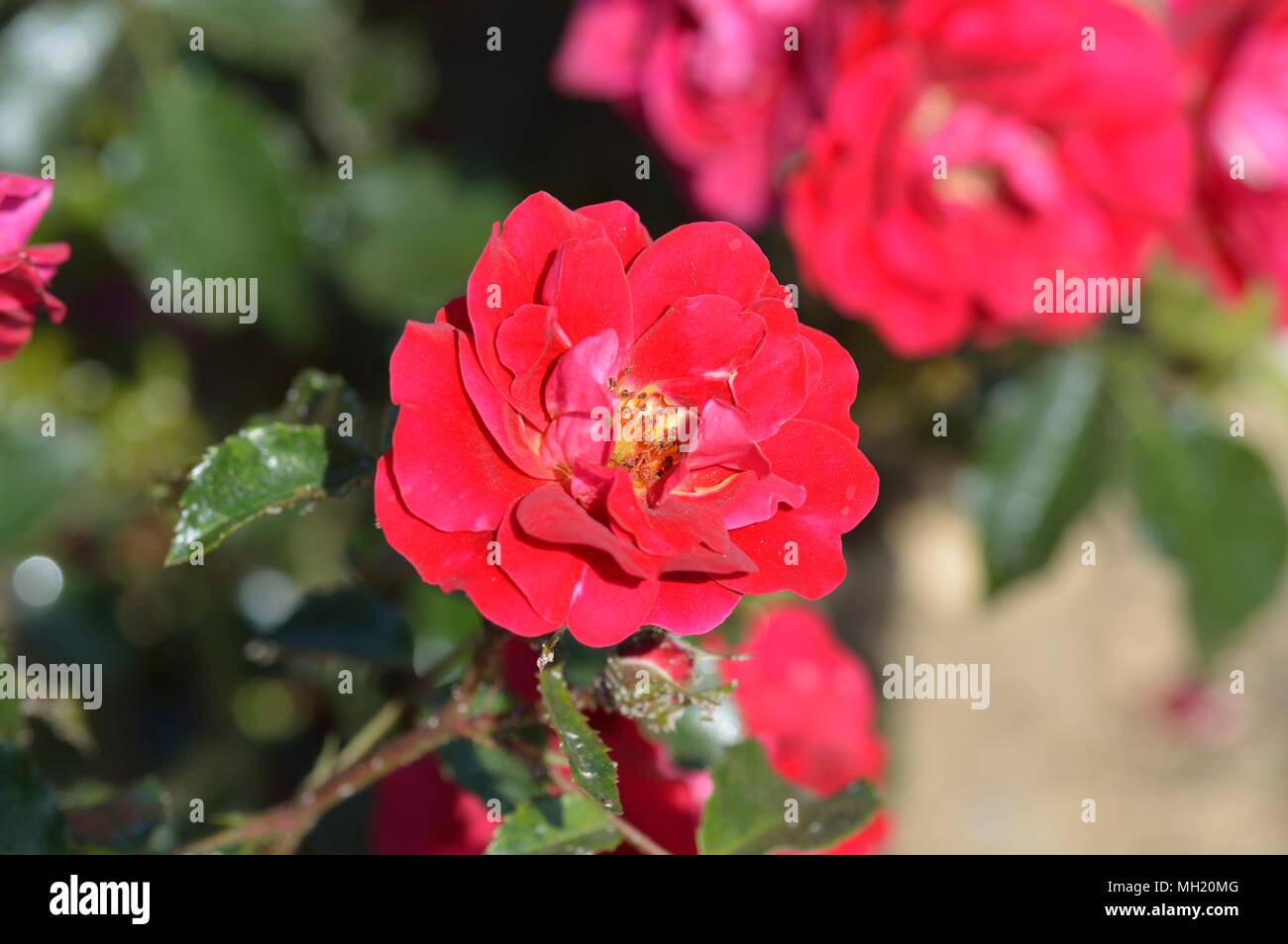 Rose Ruby Anniversary Stock Photo - Alamy