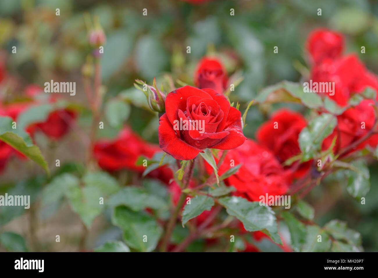 Rose Ruby Anniversary Stock Photo - Alamy