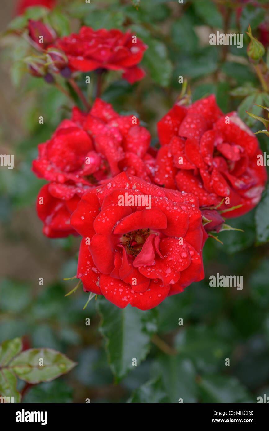 Rose Ruby Anniversary Stock Photo - Alamy