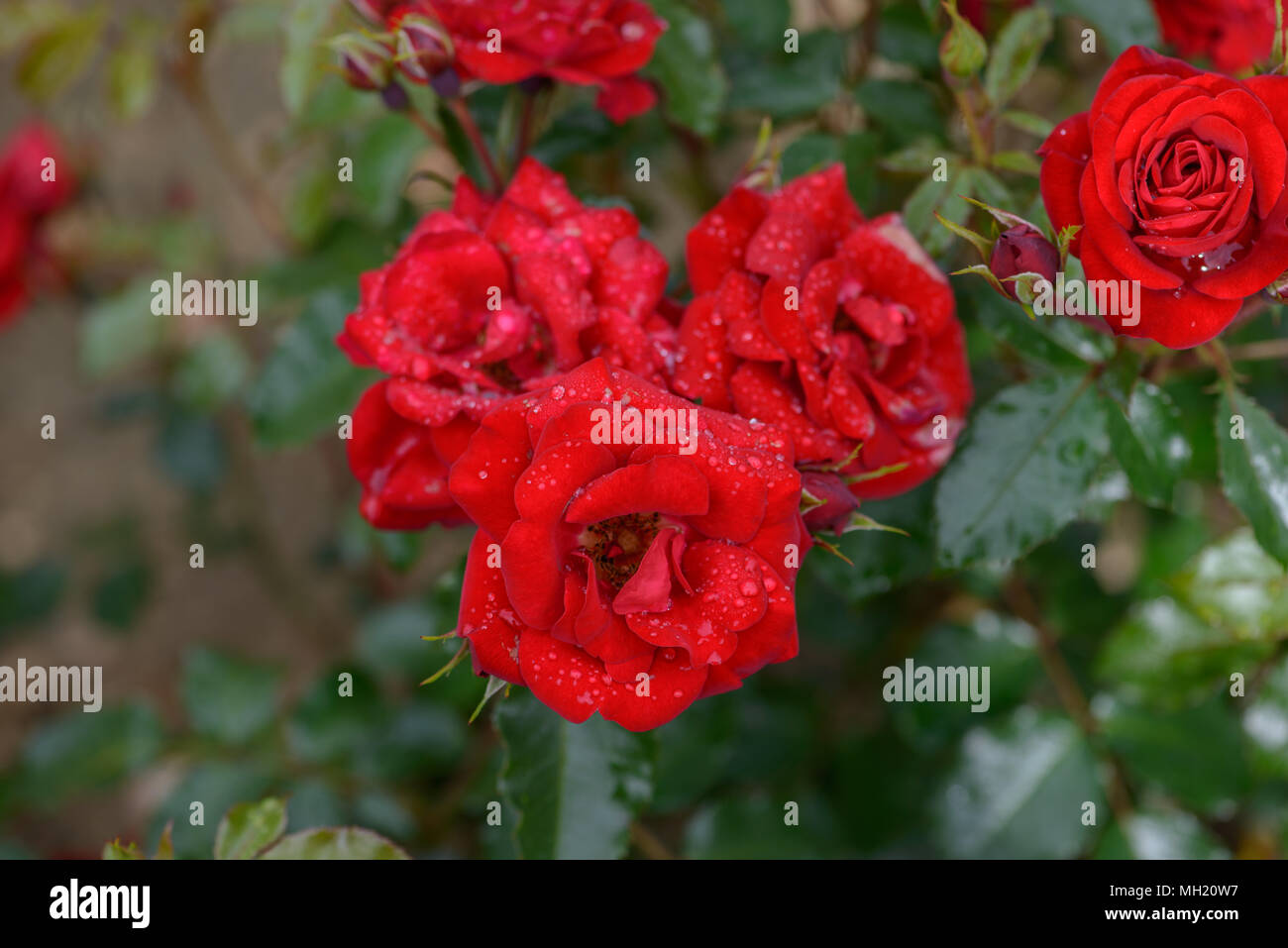 Rose Ruby Anniversary Stock Photo - Alamy