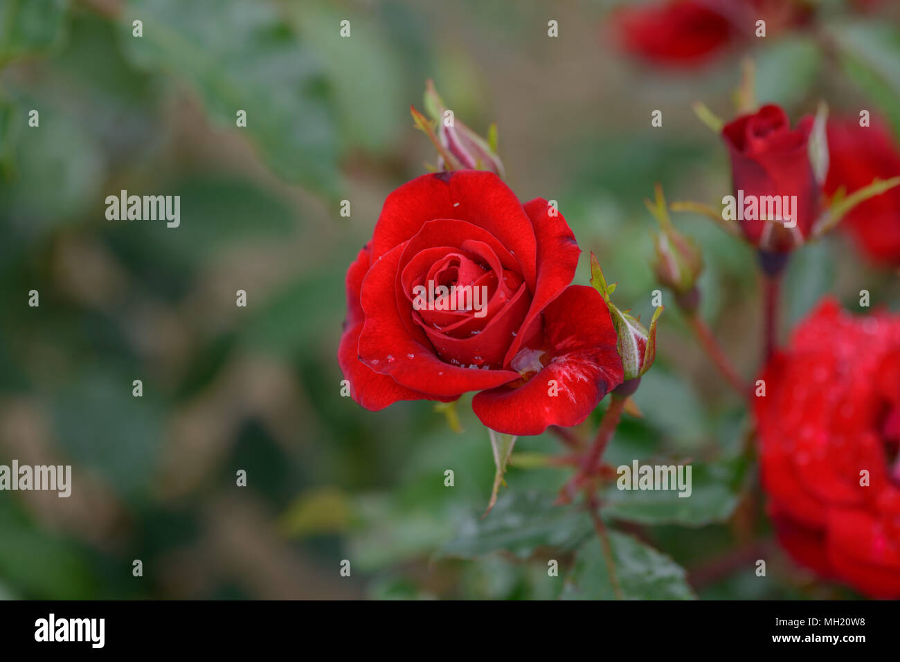 Rose Ruby Anniversary Stock Photo - Alamy