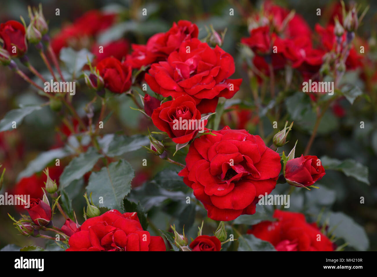Rose Ruby Anniversary Stock Photo - Alamy