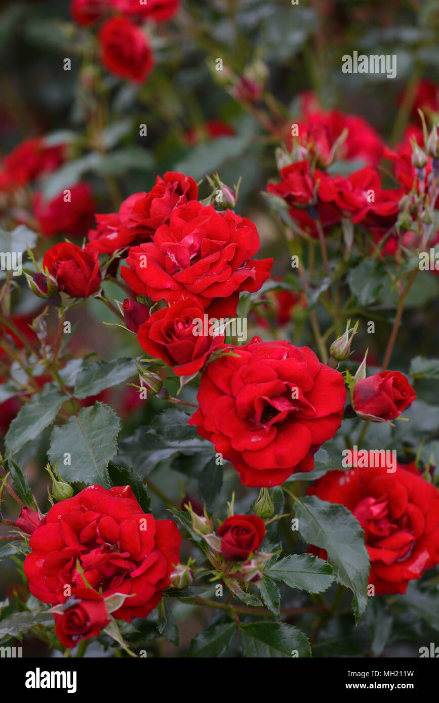 Ruby anniversary hi-res stock photography and images - Alamy