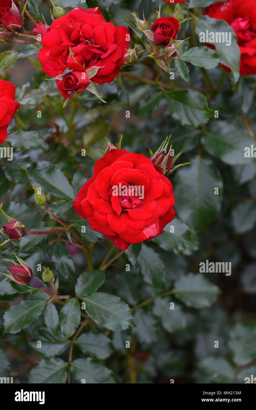 Rose Ruby Anniversary Stock Photo - Alamy