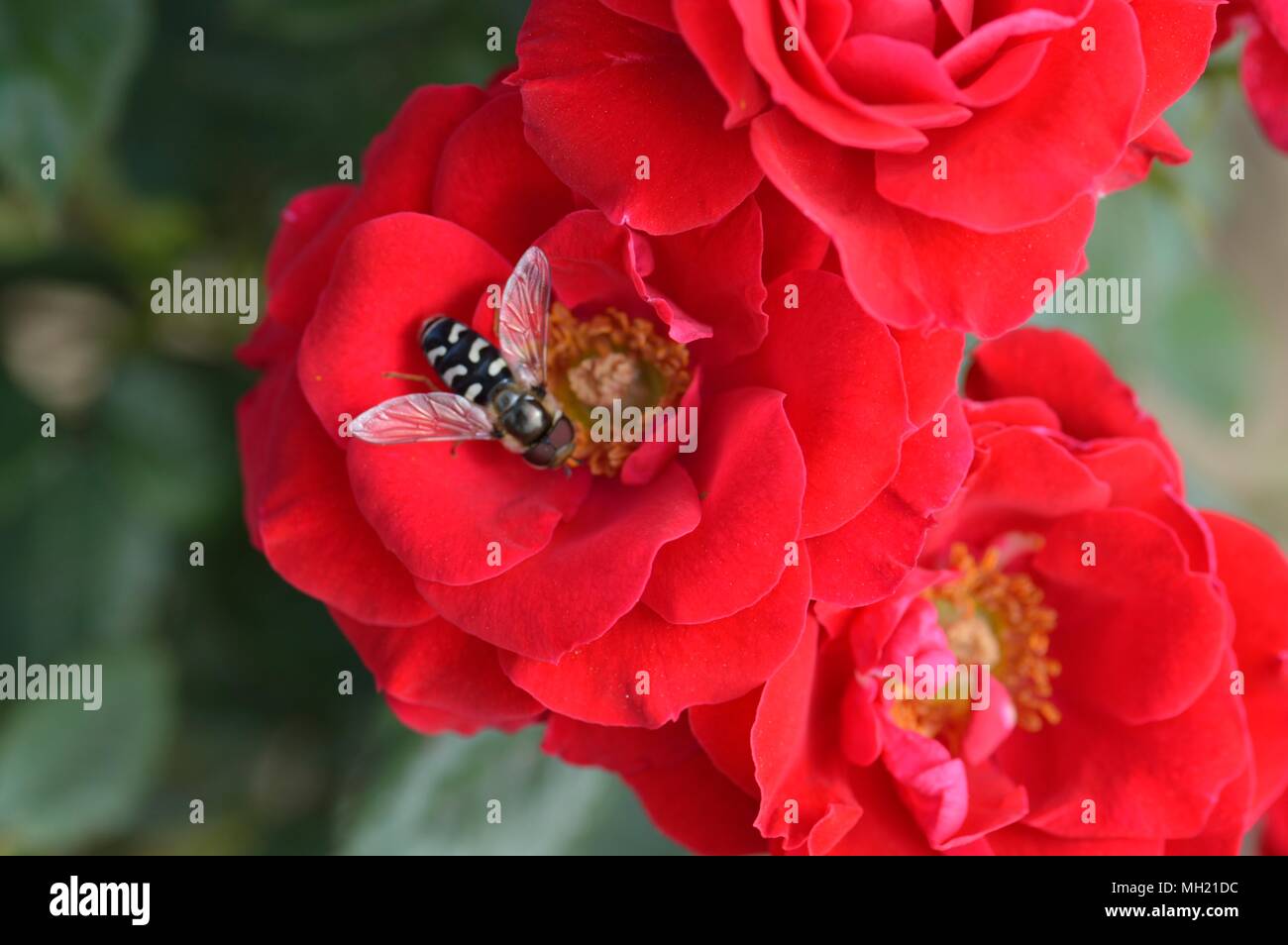 Rose Ruby Ruby Stock Photo - Alamy