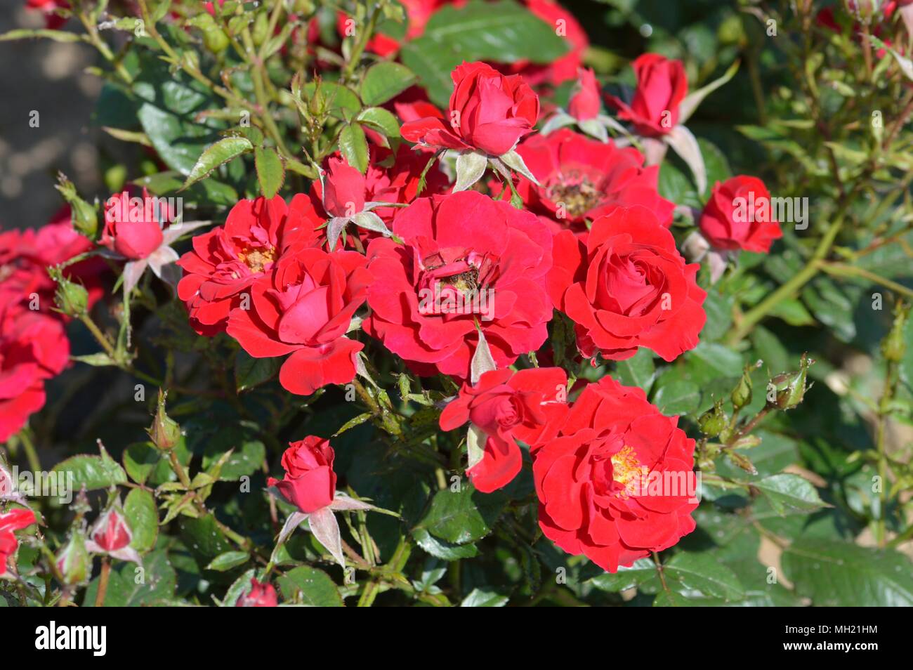 Rose Ruby Ruby Stock Photo - Alamy