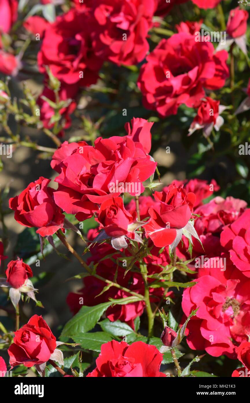 Rose Ruby Ruby Stock Photo - Alamy