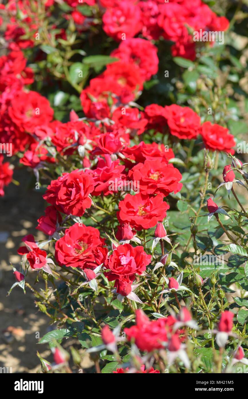 Rose Ruby Ruby Stock Photo - Alamy