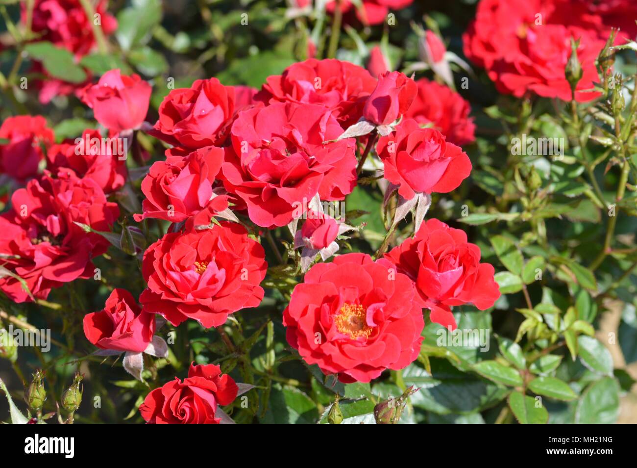 Rose Ruby Ruby Stock Photo - Alamy
