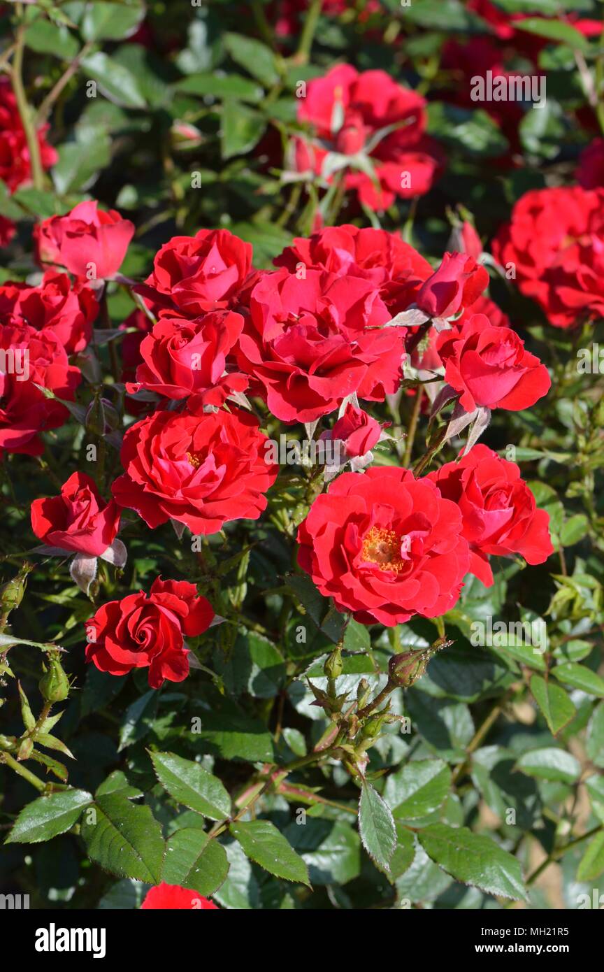 Rose Ruby Ruby Stock Photo - Alamy