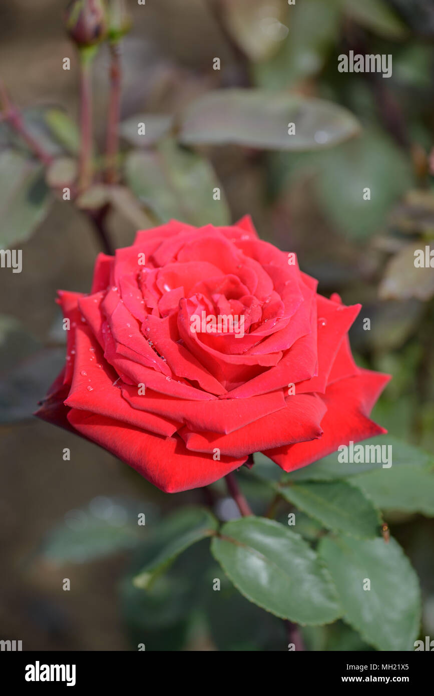 Rose Ruby Wedding Stock Photo - Alamy