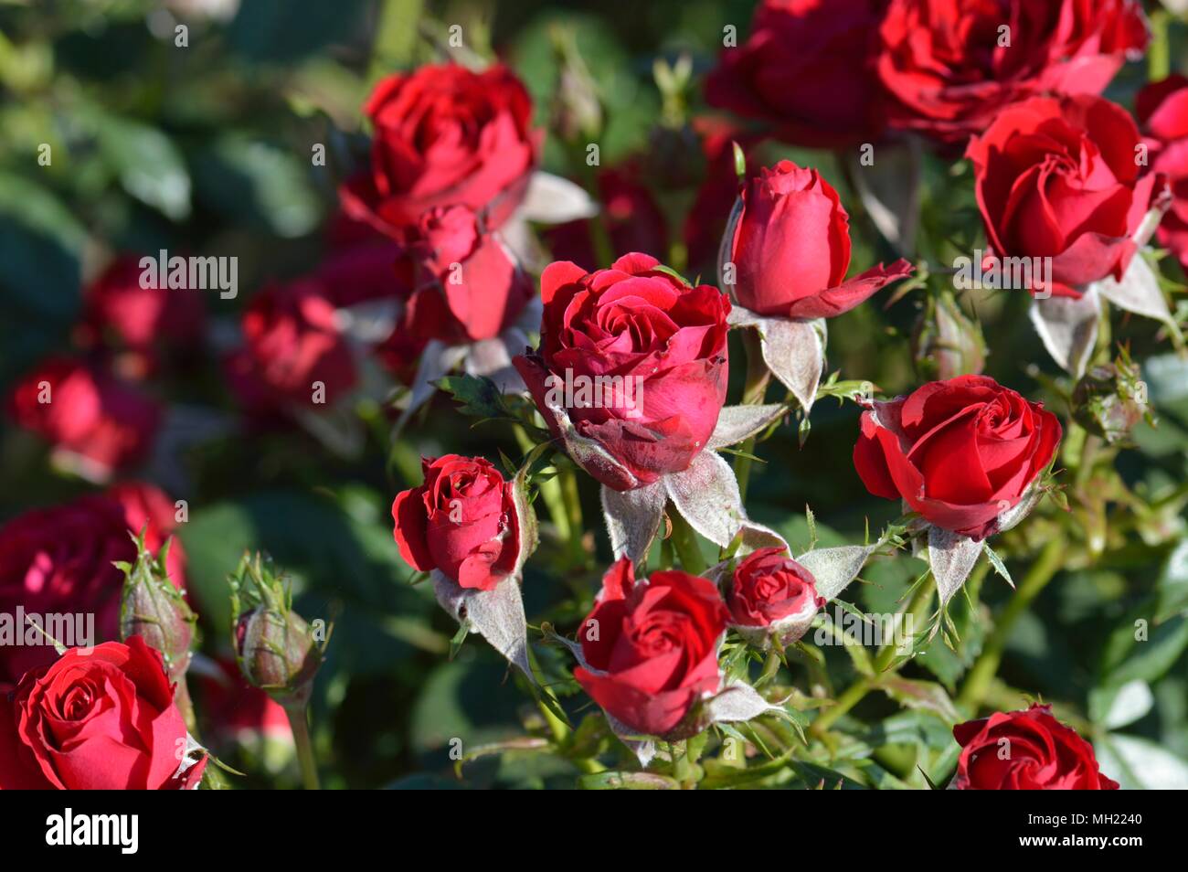 Rose ruby wishes hi-res stock photography and images - Alamy