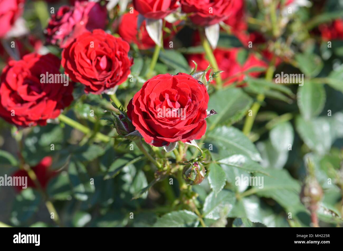 Rose ruby wishes hi-res stock photography and images - Alamy