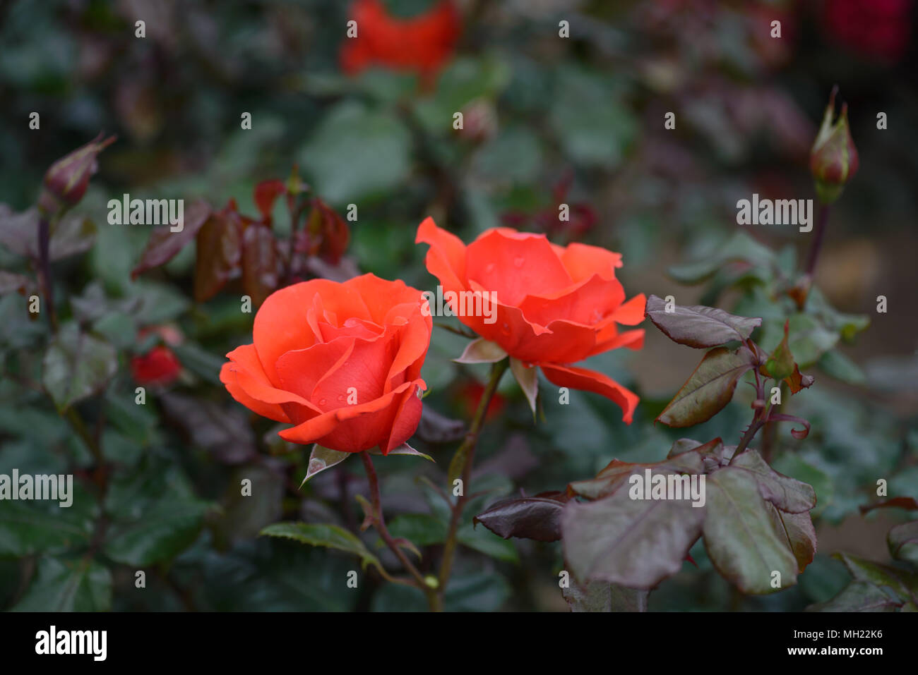 Rose scarlet tower hi-res stock photography and images - Alamy