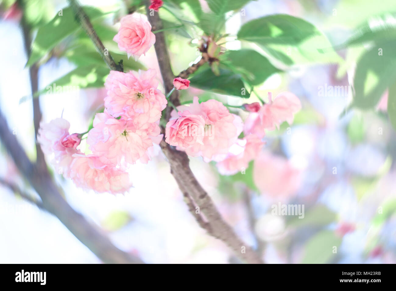 Cherry blossoms over blurred nature background. Spring flowers. Spring ...