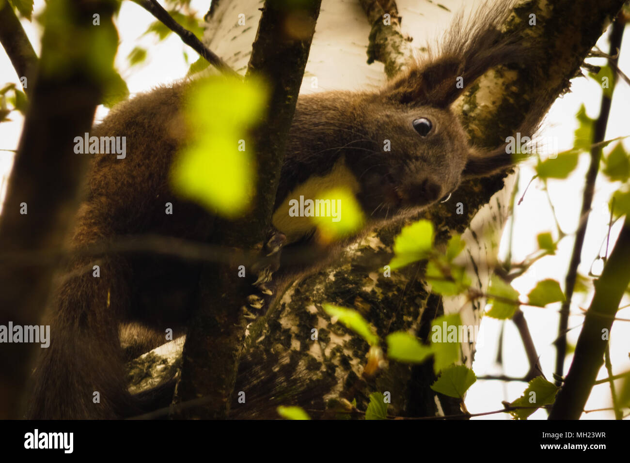 Cute little squirrel looking down Stock Photo - Alamy