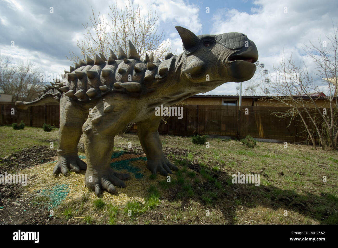 Ankylosaurus teeth hi-res stock photography and images - Alamy