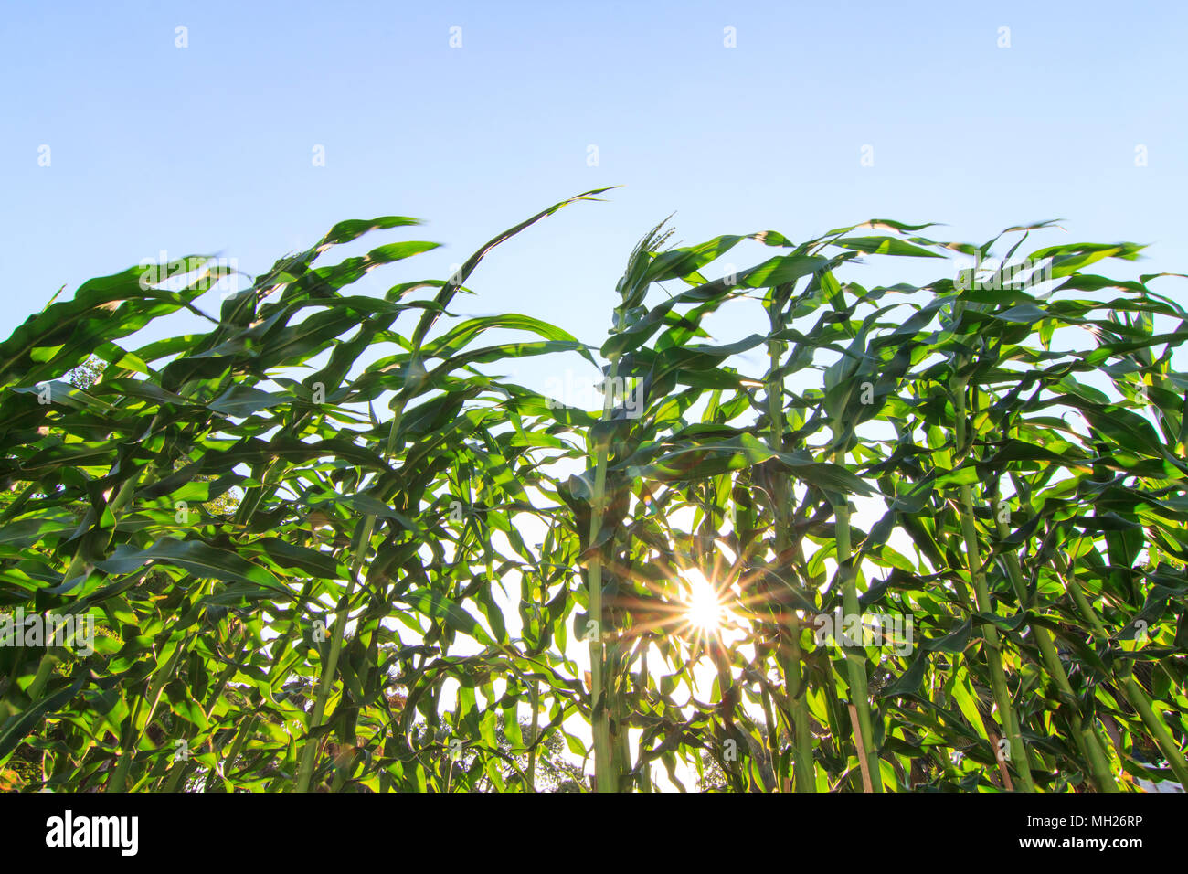 fresh corn row with sunlight Stock Photo - Alamy