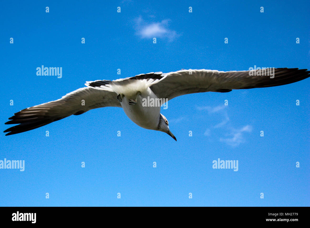 Flight flyover hi-res stock photography and images - Alamy