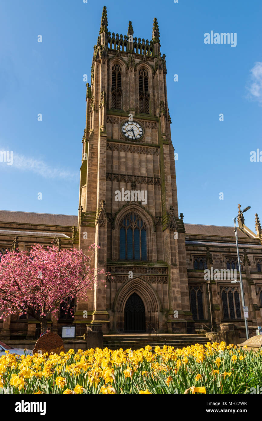 Leeds Minster in spring, with blossom on the trees and daffodils in ...