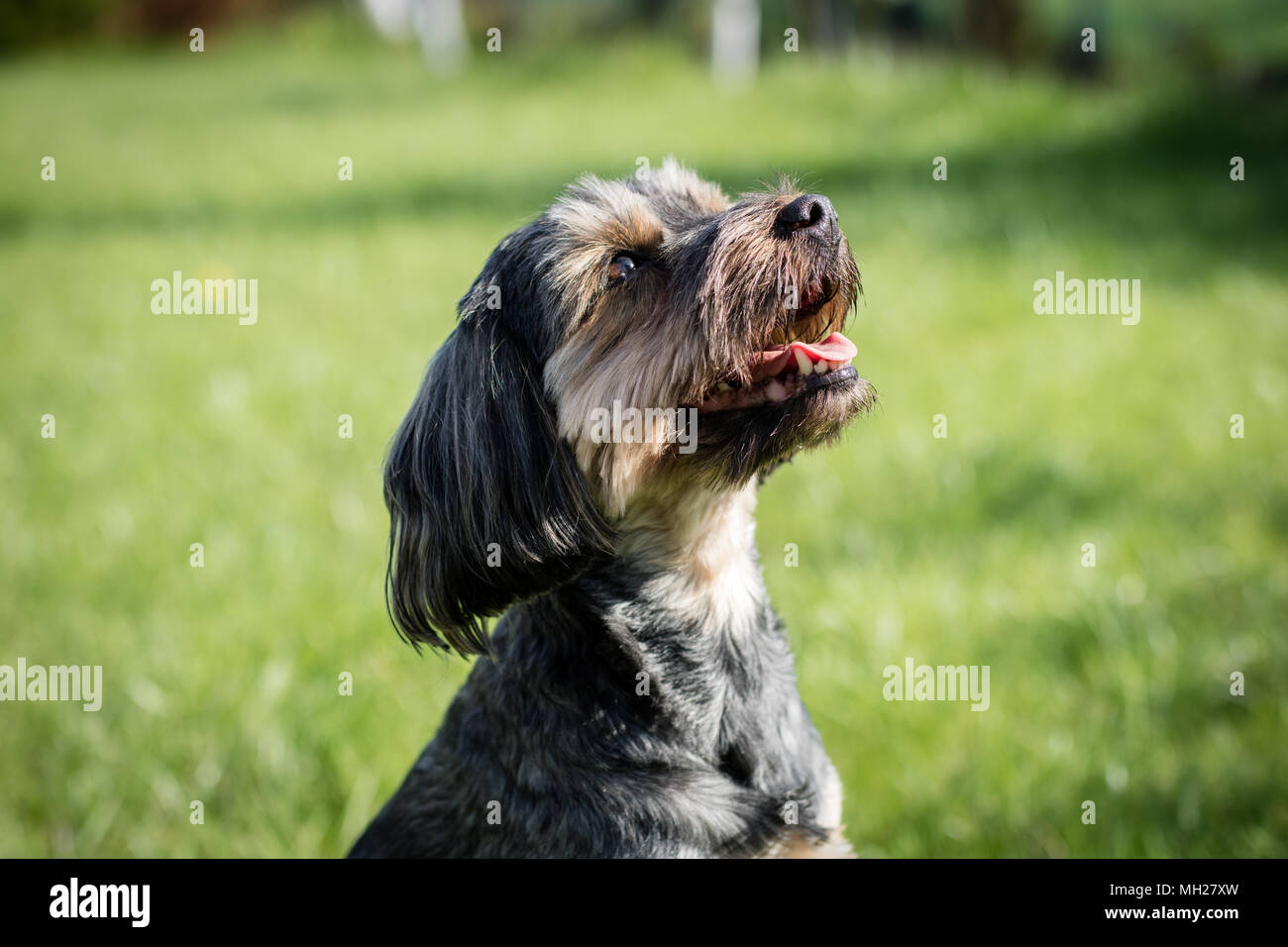 Dog running around the yard at home. Home animals on a backyard lawn ...