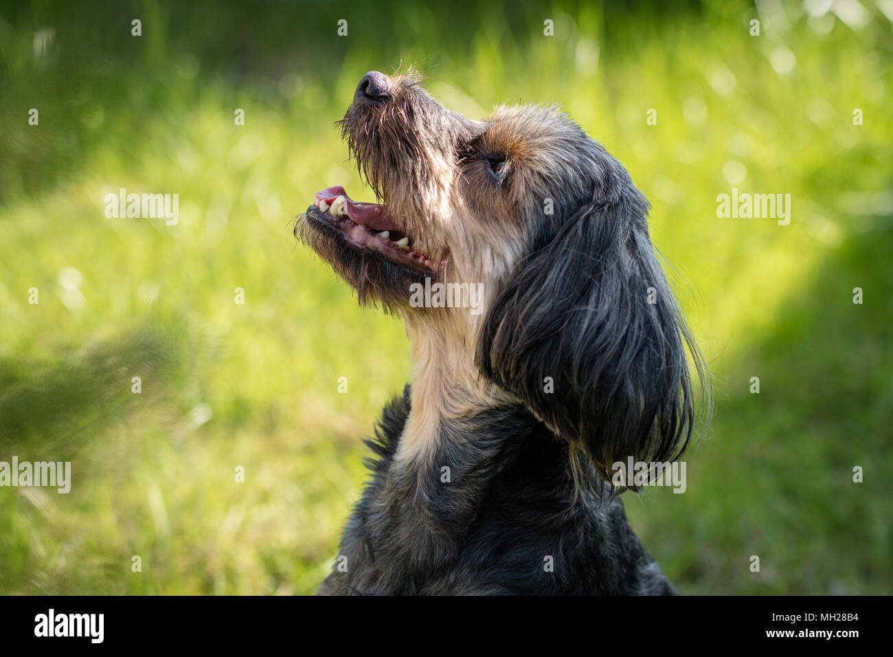 Dog running around the yard at home. Home animals on a backyard lawn ...