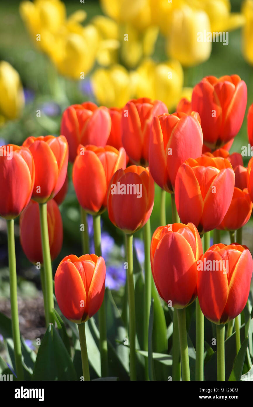 Spring blooming Tulips Stock Photo - Alamy
