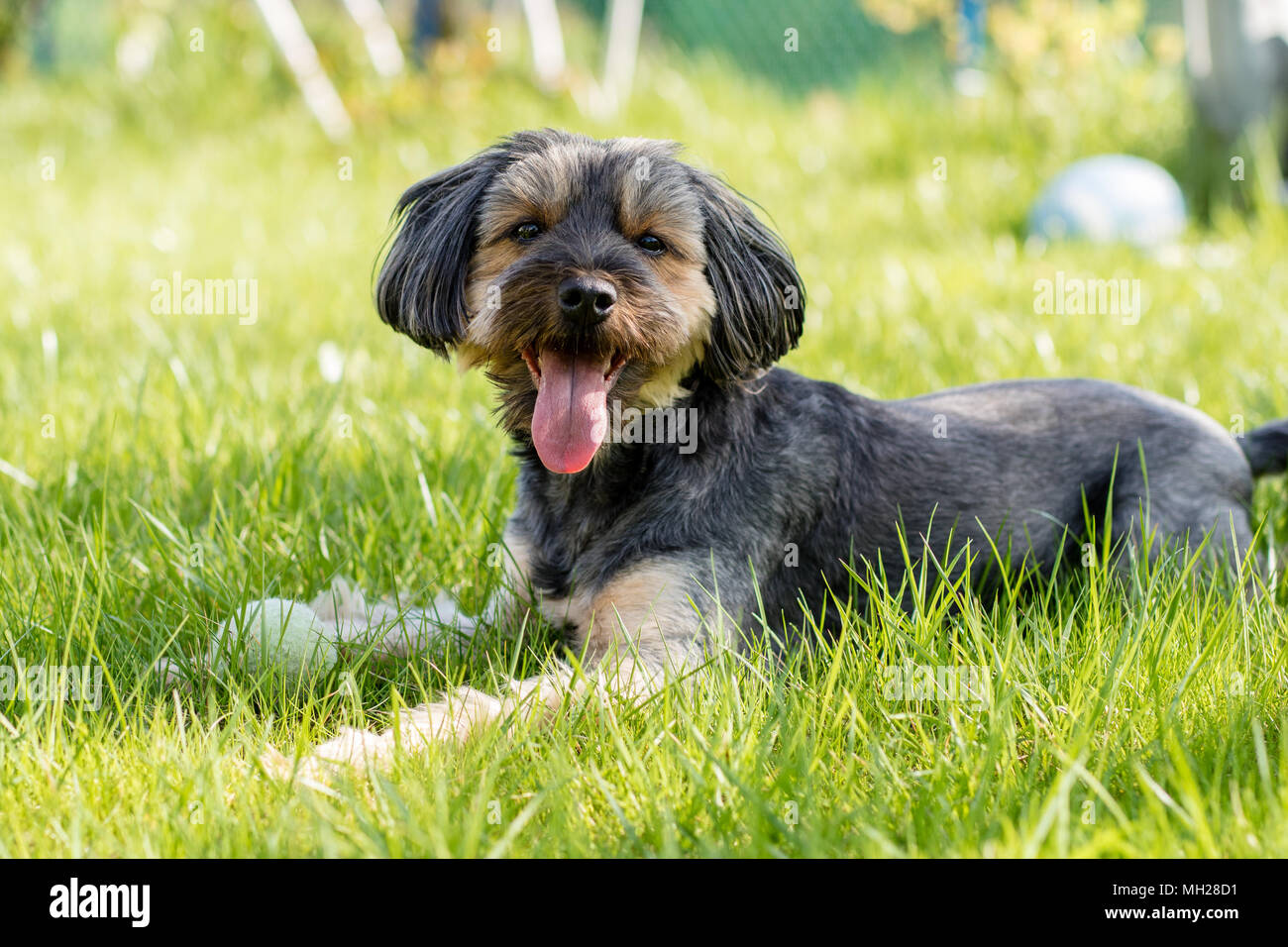 Dog running around the yard at home. Home animals on a backyard lawn ...