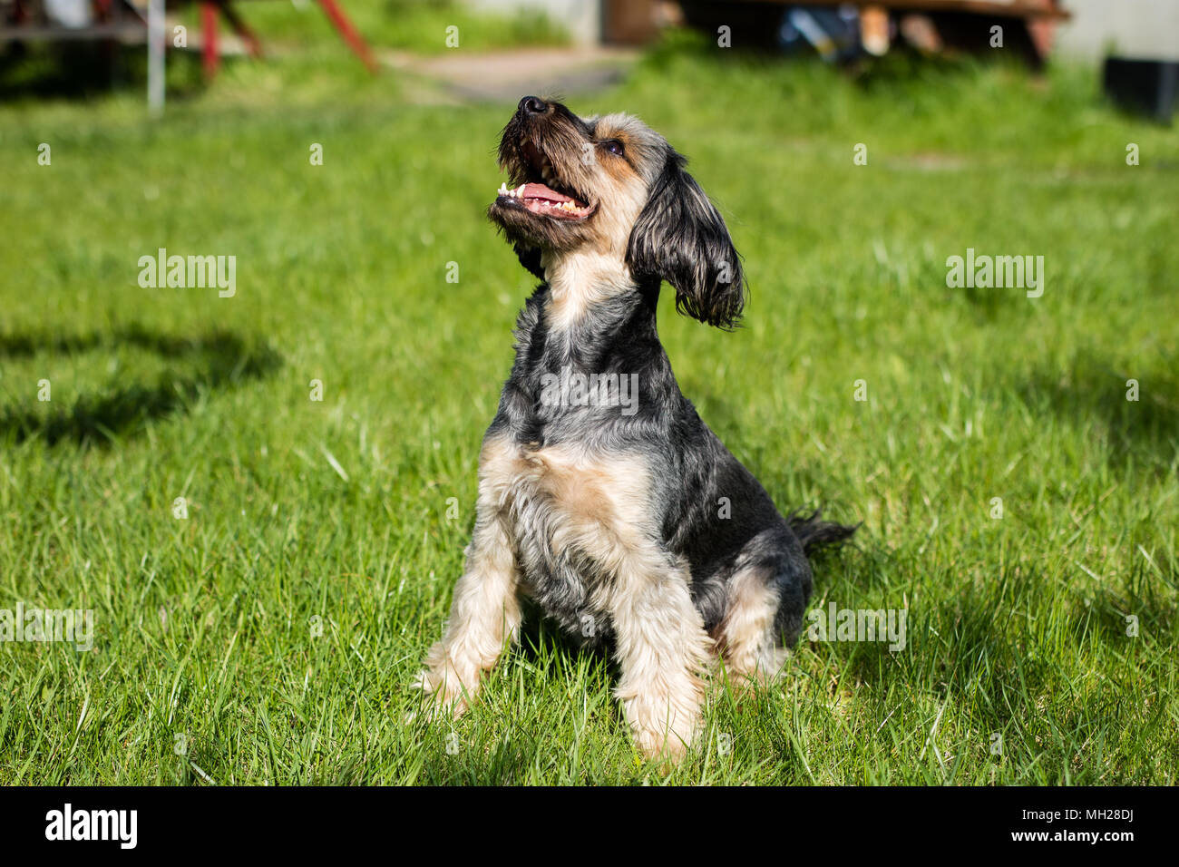 Dog running around the yard at home. Home animals on a backyard lawn ...