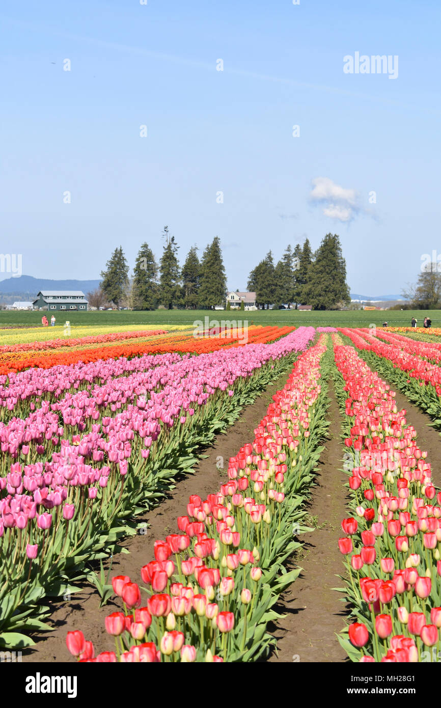 Rows of Blooming Tulips Stock Photo - Alamy