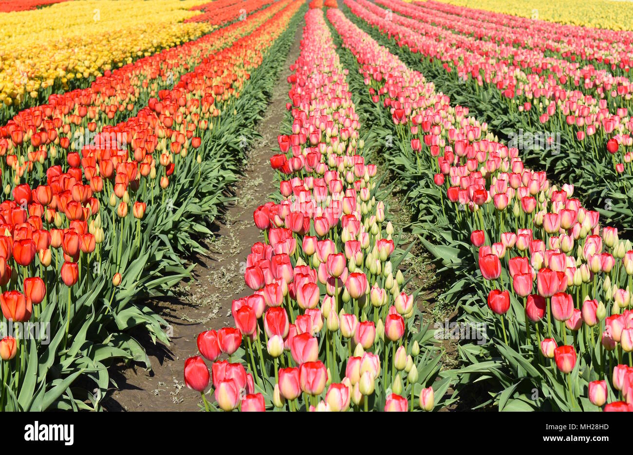 Tulip festivals hi-res stock photography and images - Alamy