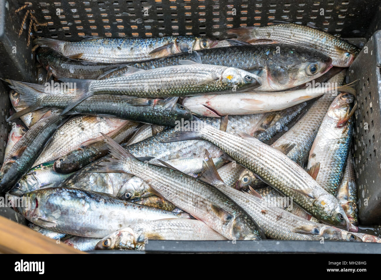 Gray Mullet Fish (Kefal) in styrofoam box, Poti, Georgia Stock Photo ...