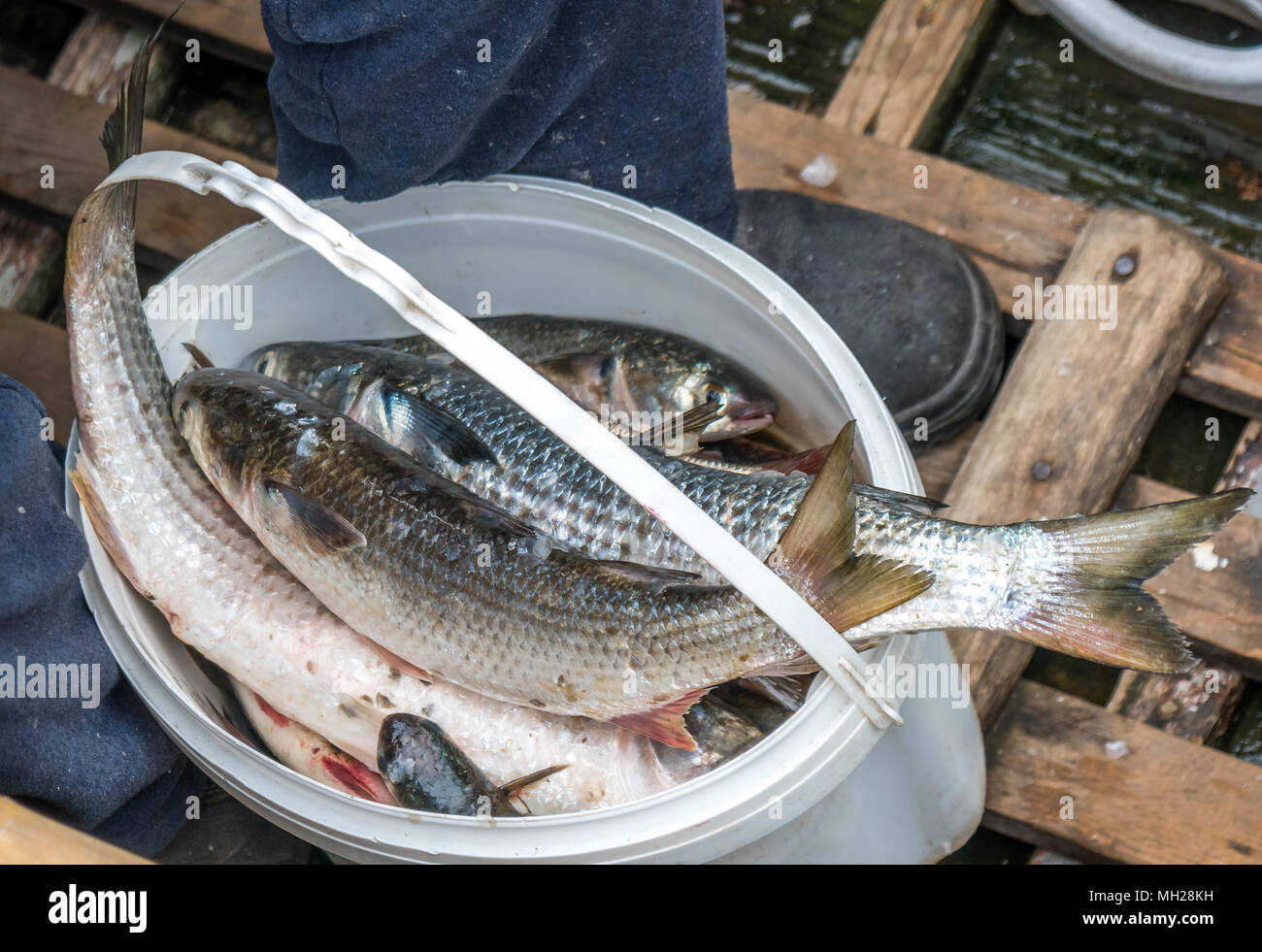 Gray Mullet Fish (Kefal) in styrofoam box, Poti, Georgia Stock Photo ...
